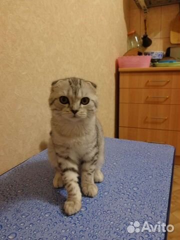 Шотландские вислоухие котята