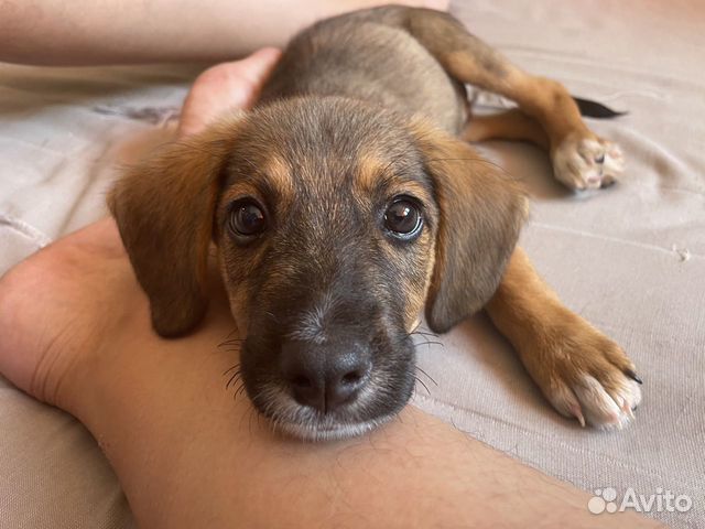 Щенок в добрые руки