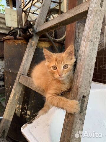 Котенок мэйнкун