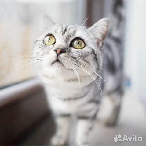 Кошка плюшевая окрас вискас