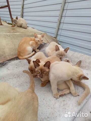 Бурманские котята