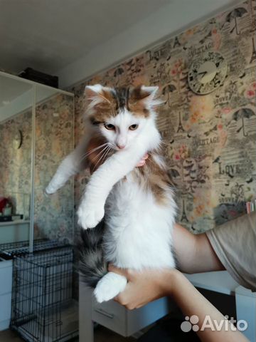 Котёнок 3,5 месяца