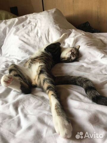 Котик в добрые руки