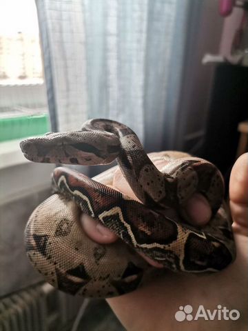 Императорский удав