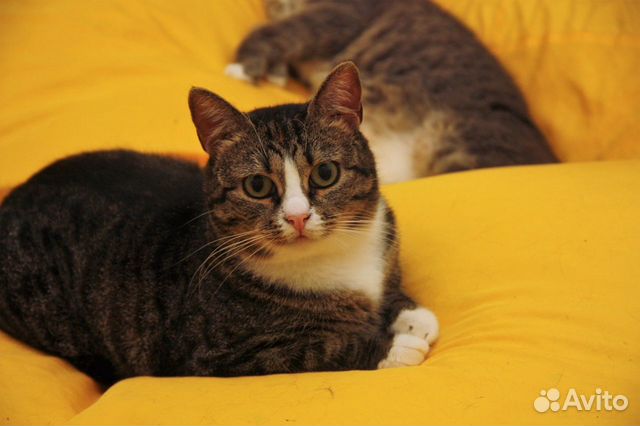 Кошечка Лора в добрые руки