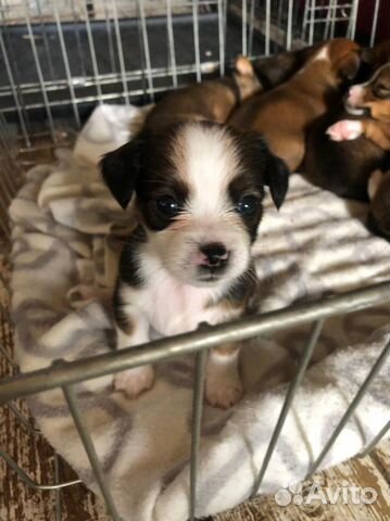 Щенки метисы дрт и Йорка