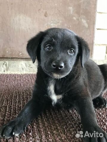 Отдам щенков в дорбрые руки