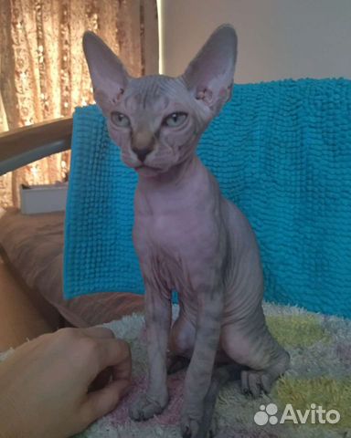 Сфинкс котята