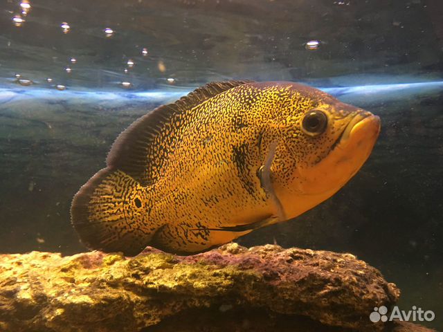 Астронотус