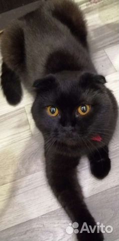 Вязка Шотландская вислоухая кошка