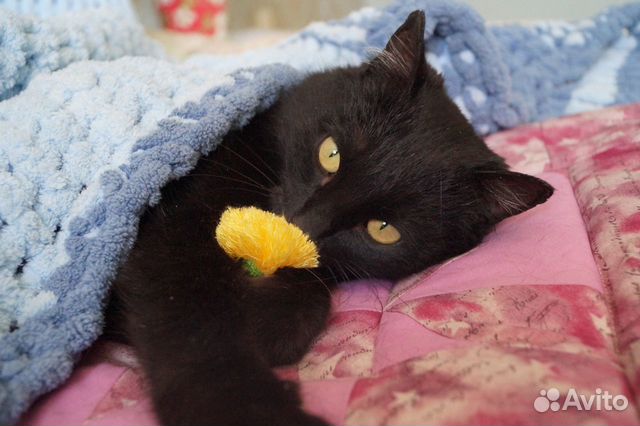 Кошка в добрые руки