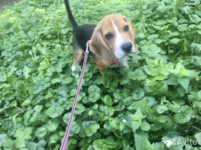 Бигль мальчик Москва