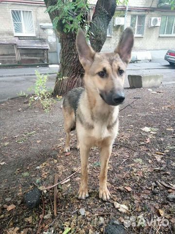 Метис немецкой овчарки