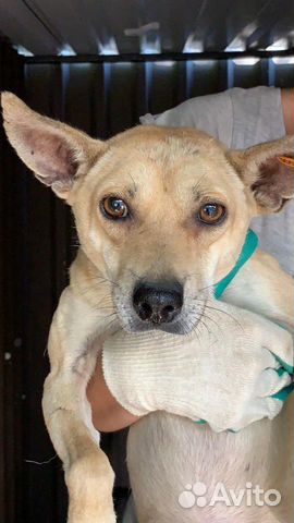 Ищет дом не крупный пёсик Майк