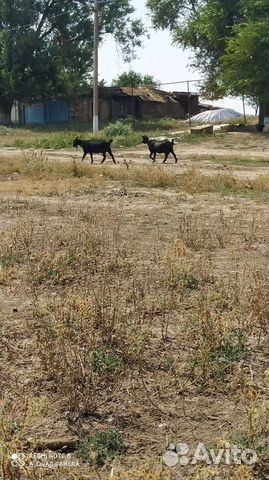 Продаю коз дойные