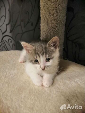 Славный котенок в добрые руки