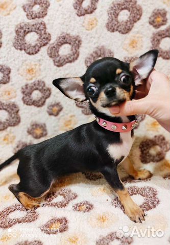 Супердетка