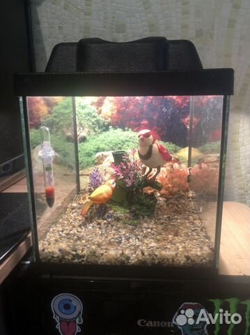 Лягушка рогатка