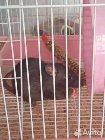 Крыса вместе с клеткой