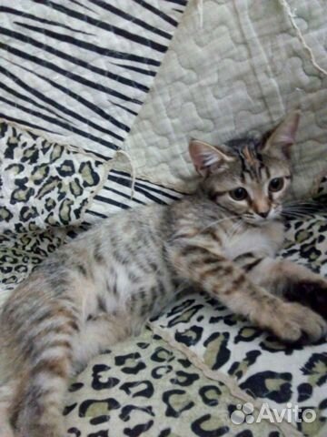 Кошка обыкновенная