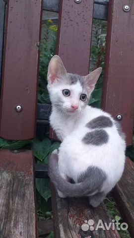 Котята «Чудо Душещипательное» в дар в добрые руки