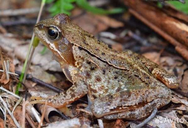 Лягушка