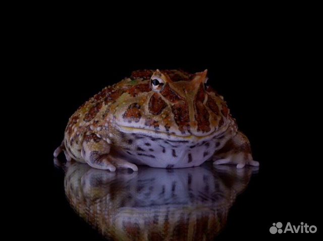 Лягушка рогатка