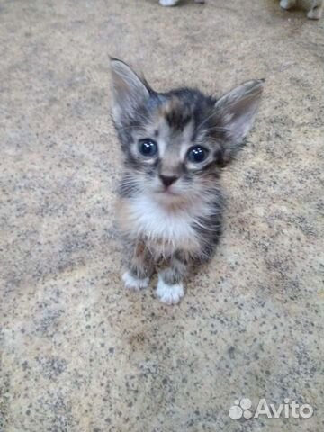 Трёхцветное счастье