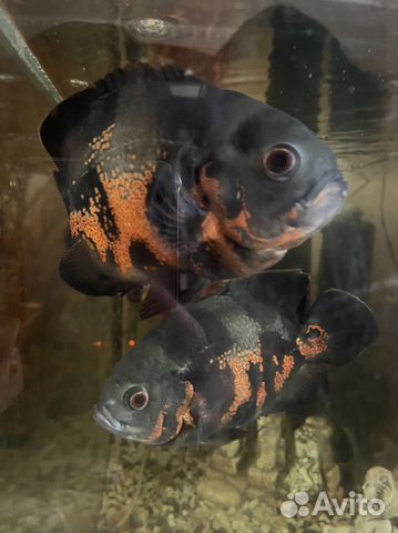 Рыба Глазчатый Астронотус