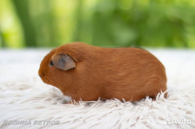 Морская свинка серф самочка папа импорт Великобрит