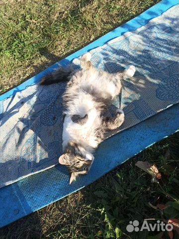 Кот