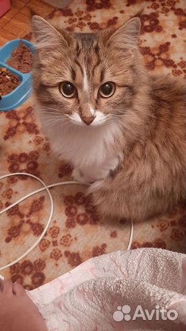 Кошкав добрые руки бесплатно