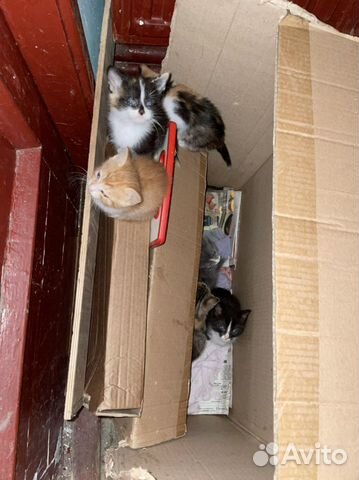 Котята в добрые руки дар