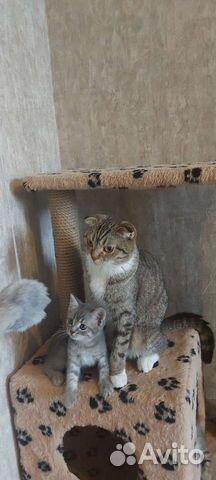 Шотландские котята