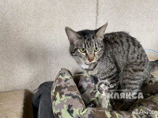 Котик Тимурка