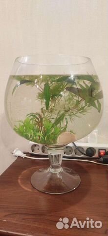 Аквариум рюмка 5 литров