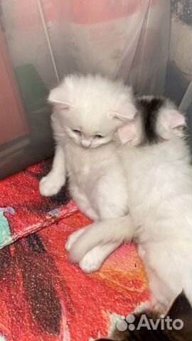 Котята белые пальчики разношорстная кошечка