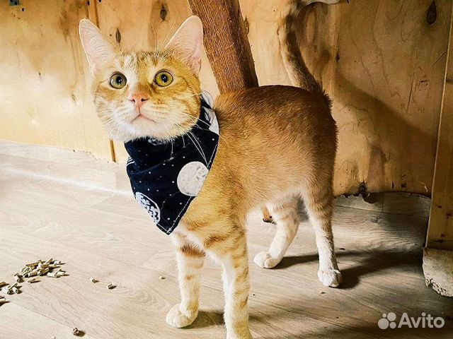 Рыжик ищет дом, котик найден на улице