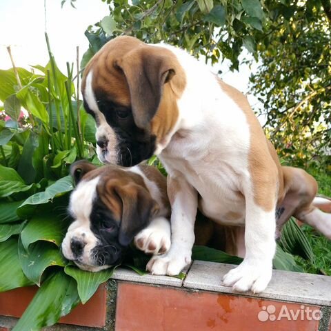 Боксеры щенки рыжие