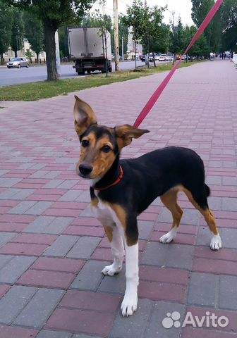 Щенок в добрые руки
