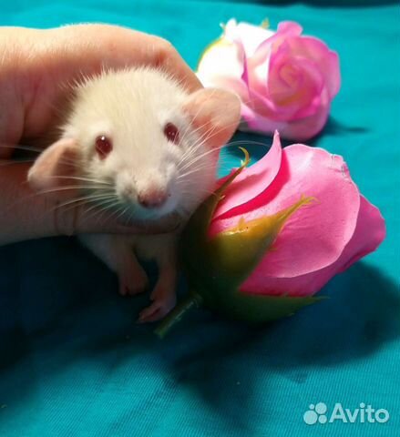 Крысята дамбо мальчик от rat love13.85