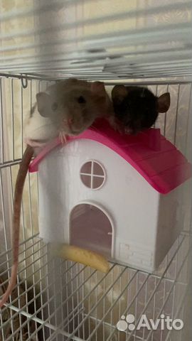 Декоративные крыски с клеткой