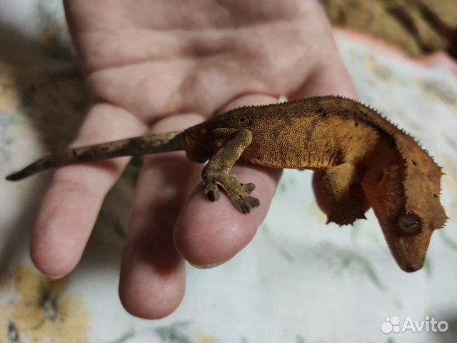 Бананоед, самец, 6мес