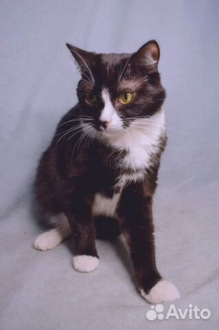 Кошечка Альфа ищет дом