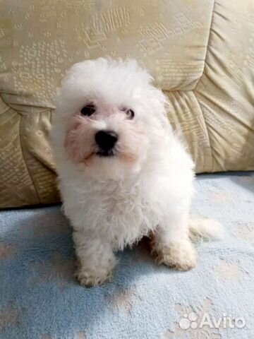 Щенки бишон фризе