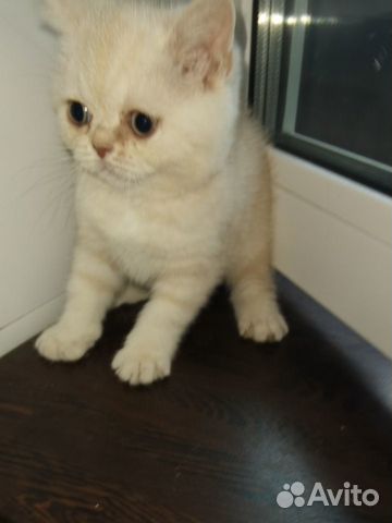 Британские котята