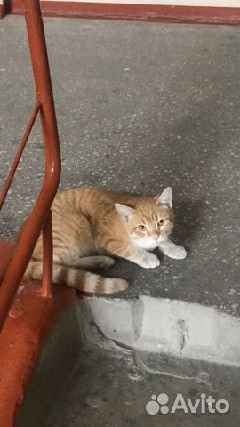 Ищем дом для котика