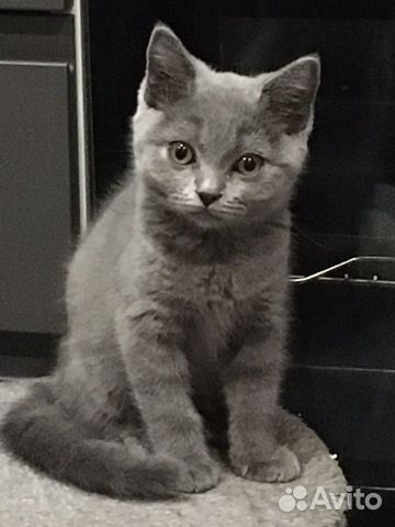 Котята 3 месяца