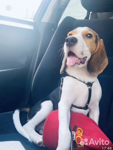 Шенок бигль мальчик