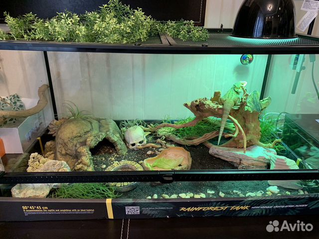 Агама с полным террариумным комплектом и оборудова